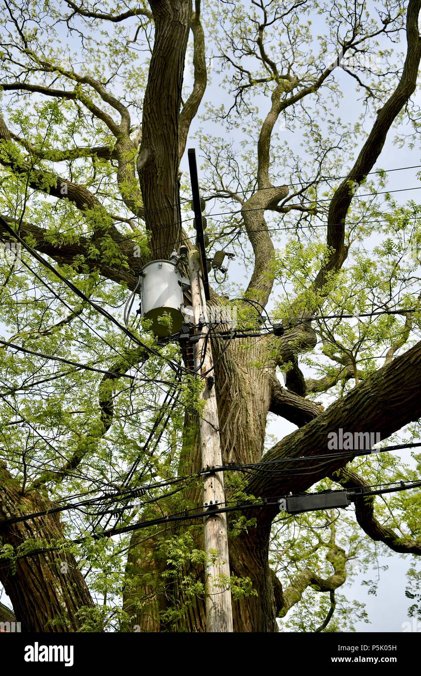 Power pole and transformer with tree branches growing around them Stock ...