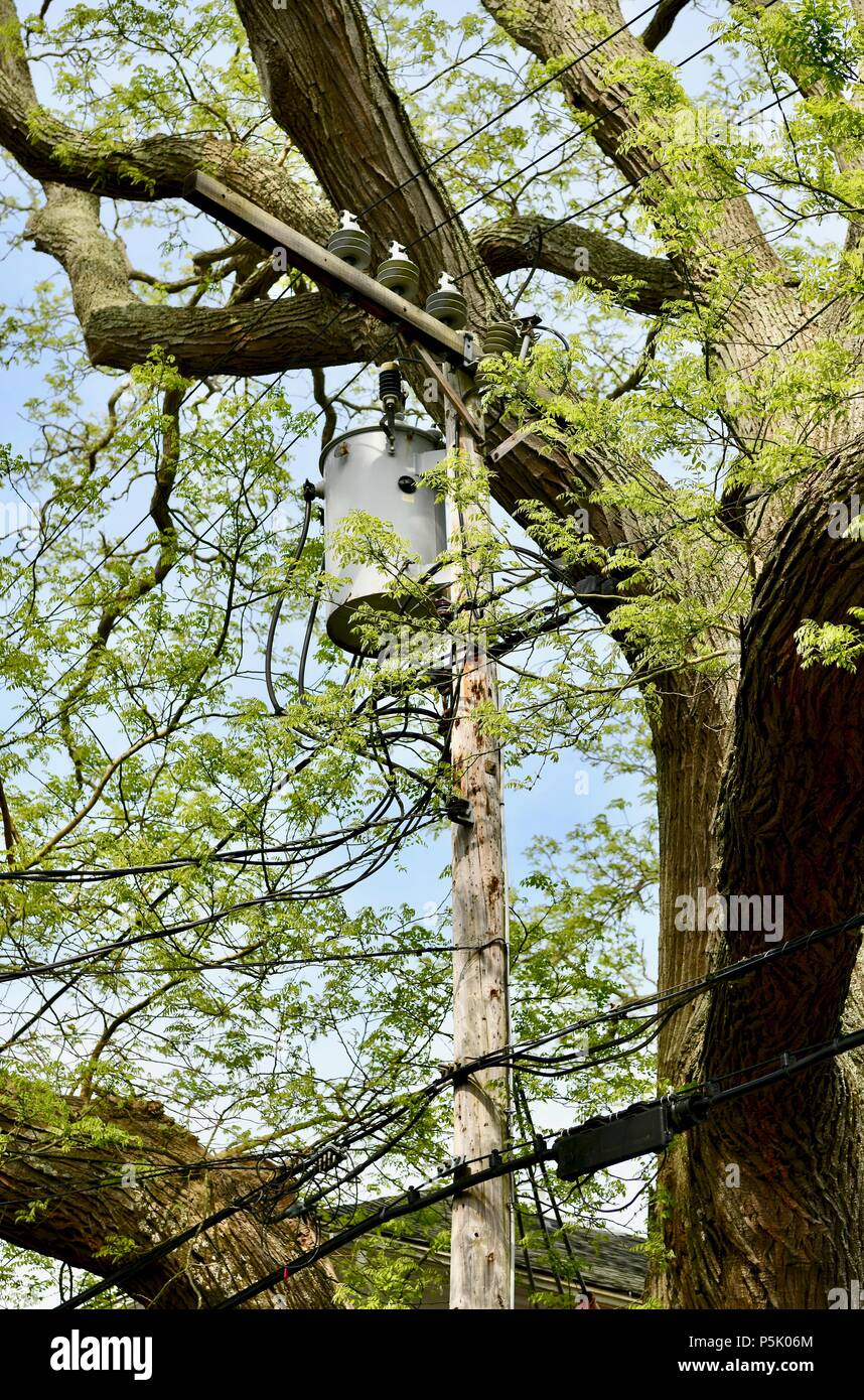 Power pole and transformer with tree branches growing around them Stock ...