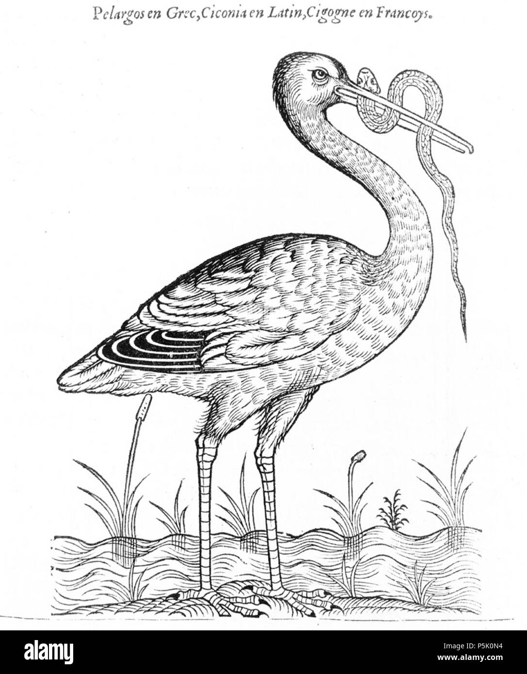 1555 1555 Black and White Stock Photos & Images - Alamy