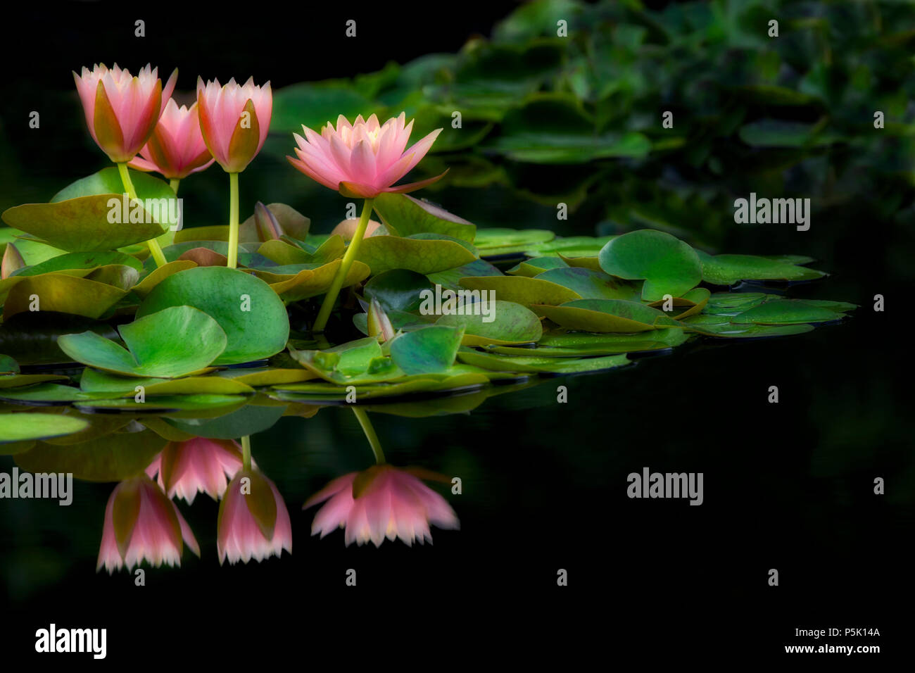 Water Lily - (Colorado). Hughes Water Gardens. Oregon Stock Photo - Alamy