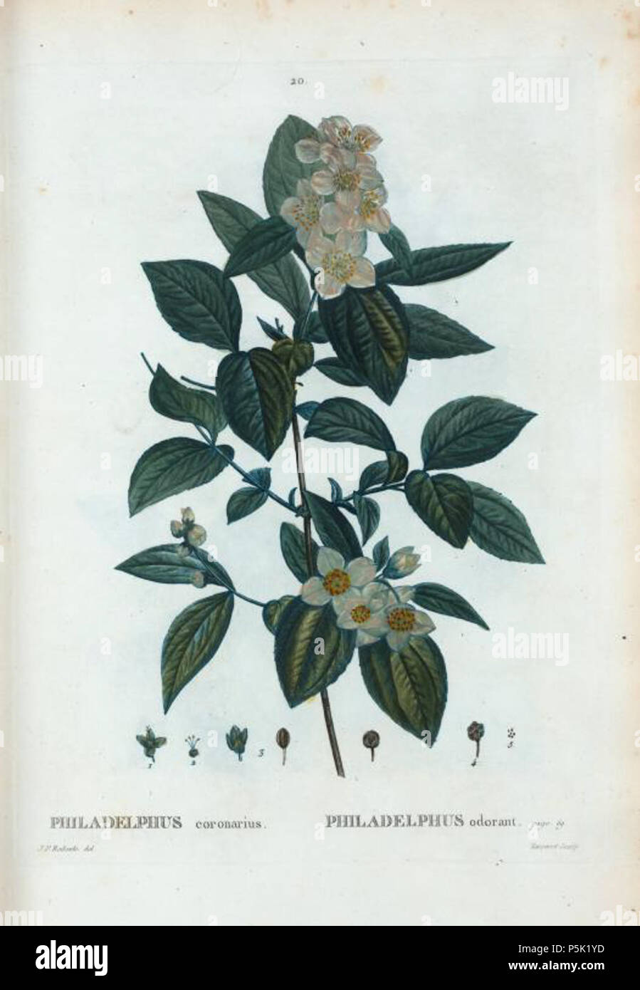Philadelphus coronarius illustration hi-res stock photography and ...