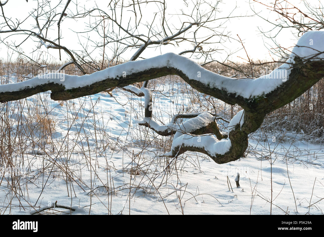 snow on a tree branch, snow-covered field and trees Stock Photo - Alamy