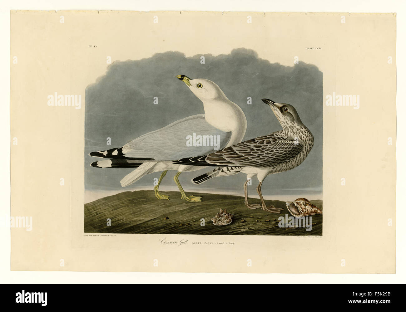 Most common gull species hi-res stock photography and images - Alamy