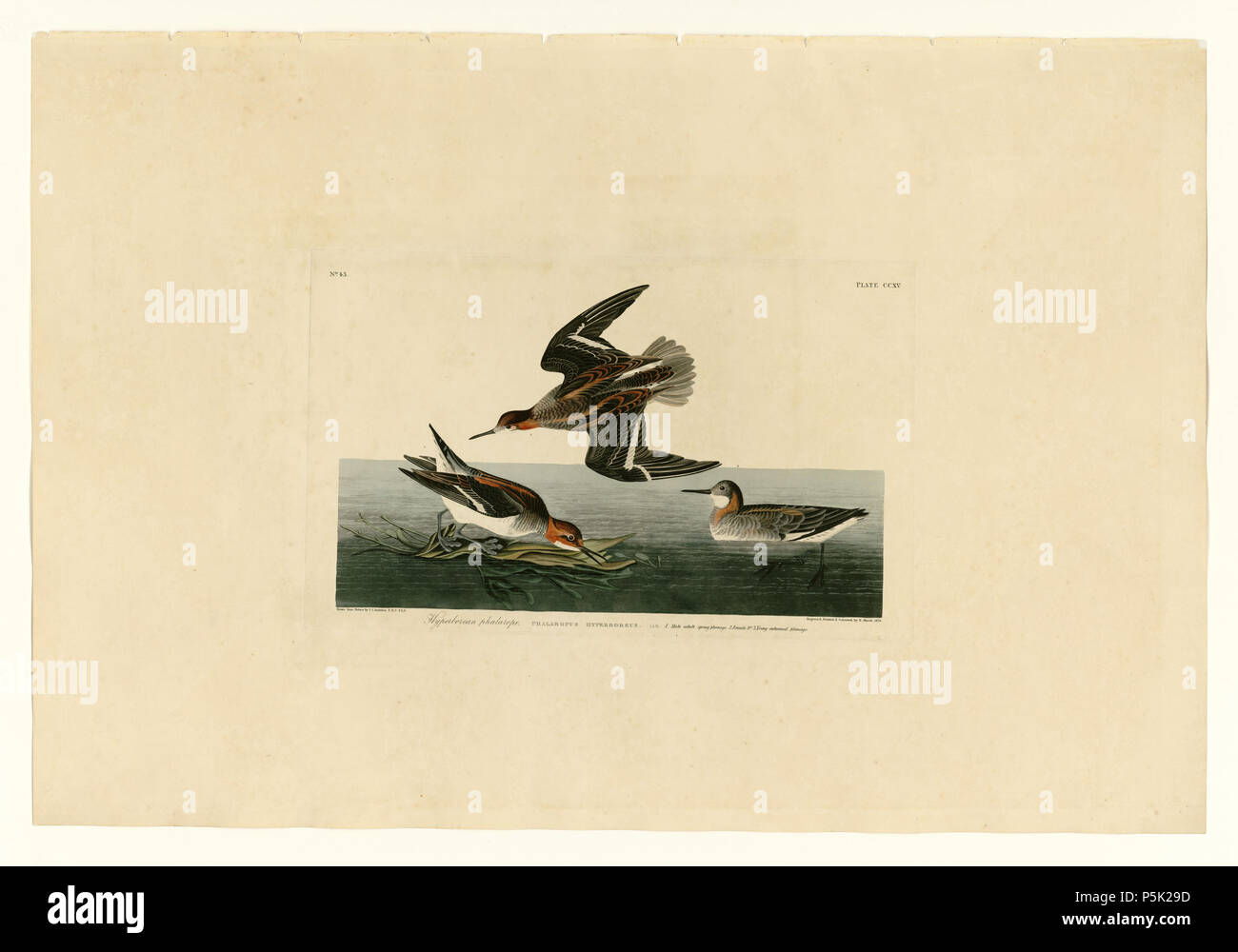 Hyperborean hi-res stock photography and images - Alamy