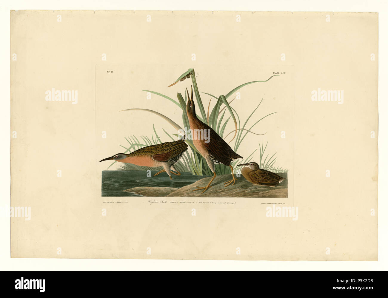 Species of rail hi-res stock photography and images - Alamy