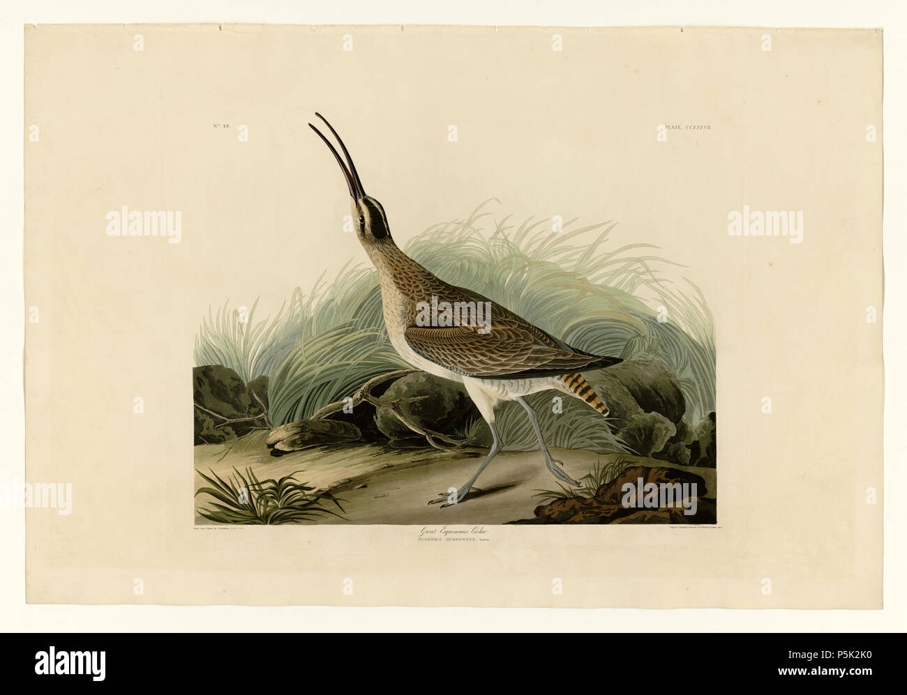 35 237 Great Esquimaux Curlew Stock Photo - Alamy