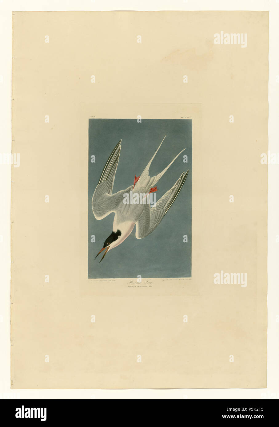 Tern anatomy hi-res stock photography and images - Alamy