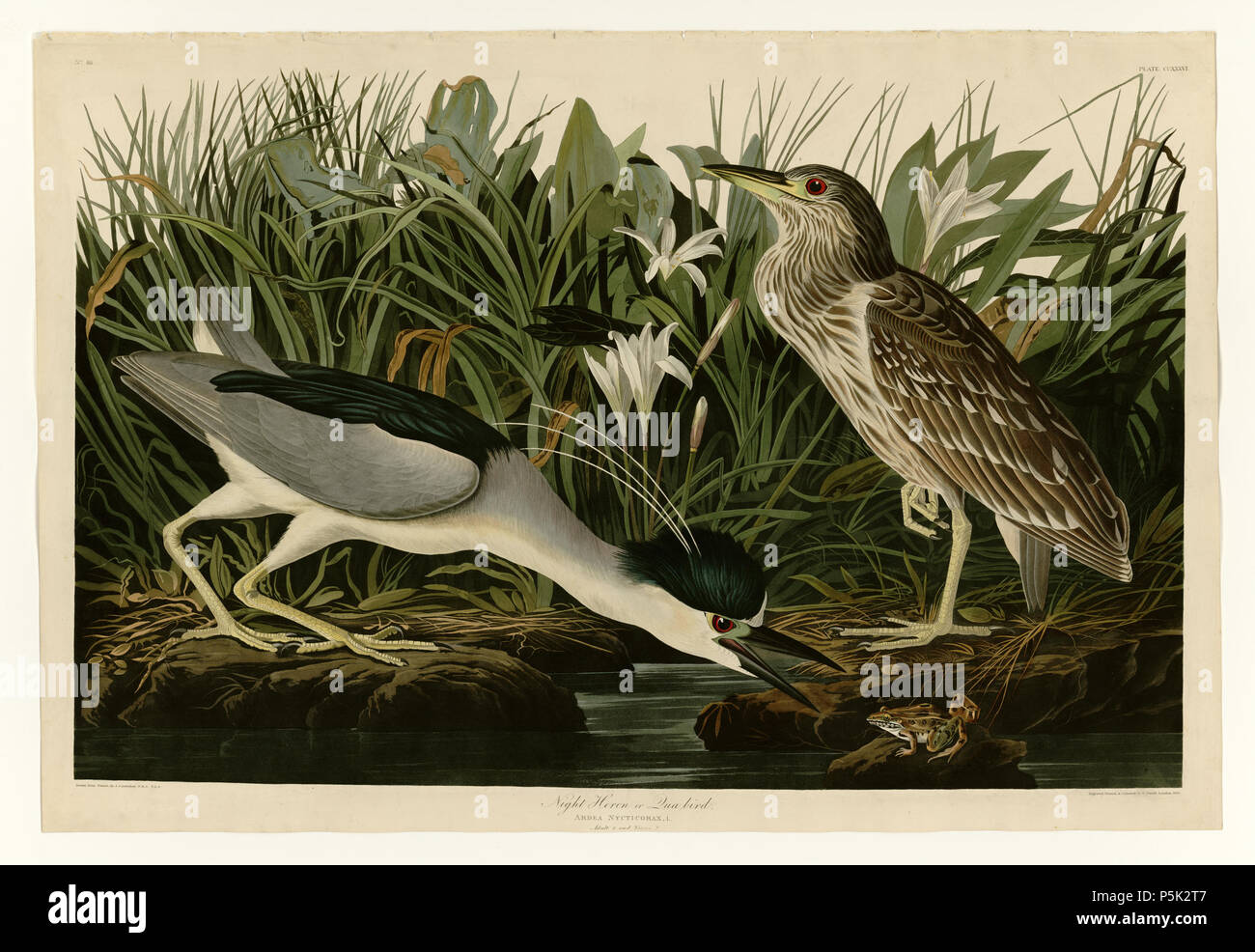 Qua bird hi-res stock photography and images - Alamy