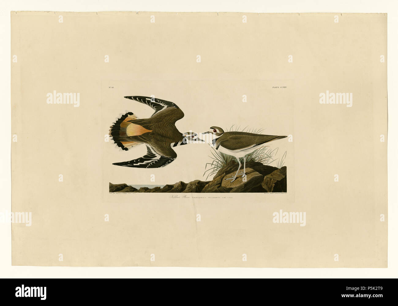 Kildeer hi-res stock photography and images - Alamy