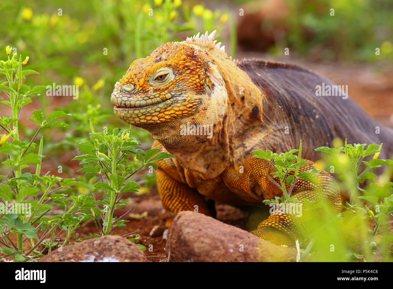 Galapagos Land Iguana (Conolophus subcristatus), on North Seymour ...