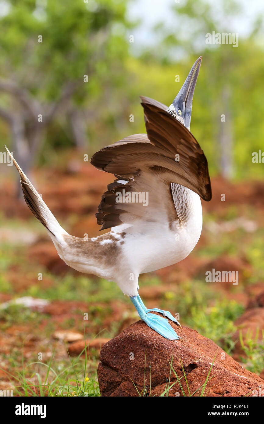Blue footed booby dancing whistling hi-res stock photography and images ...