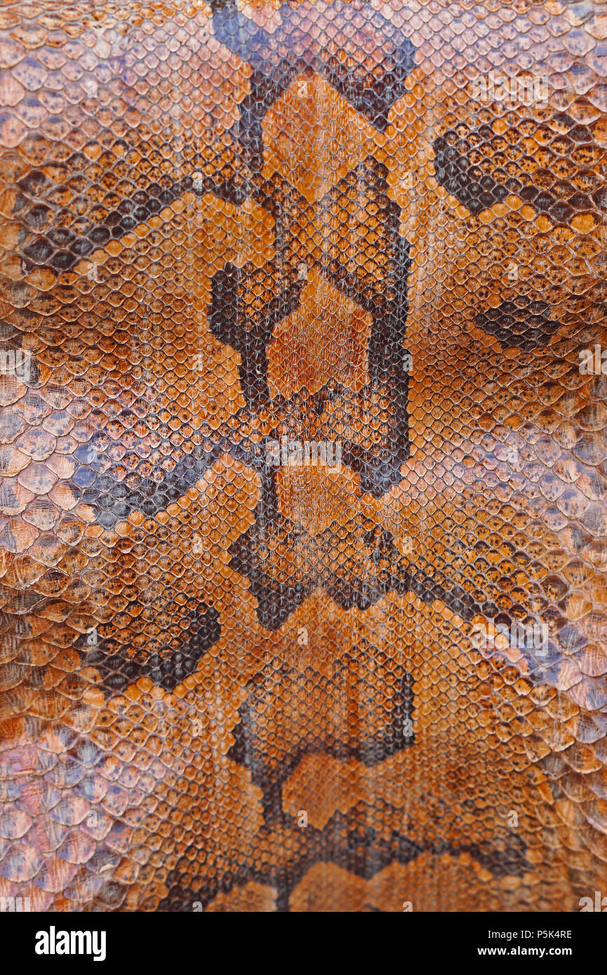 Real snake skin brown leather Stock Photo - Alamy