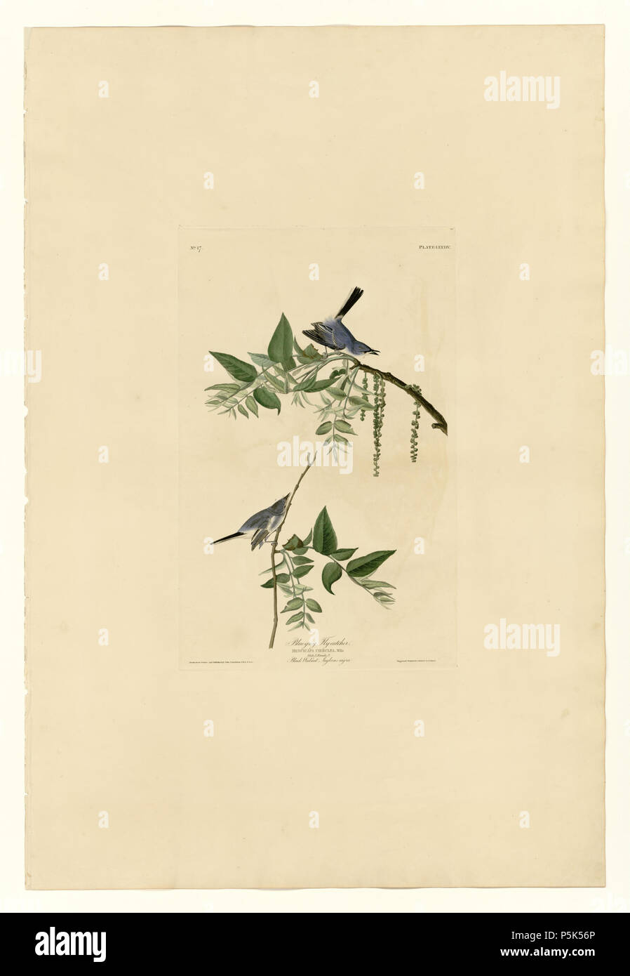 The fly catcher hi-res stock photography and images - Alamy