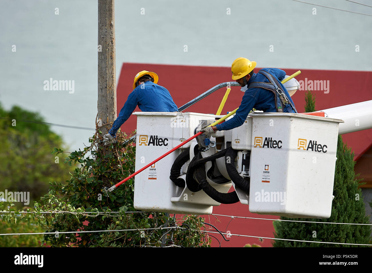 Electricity workers clear vines growing up power poles and causing ...