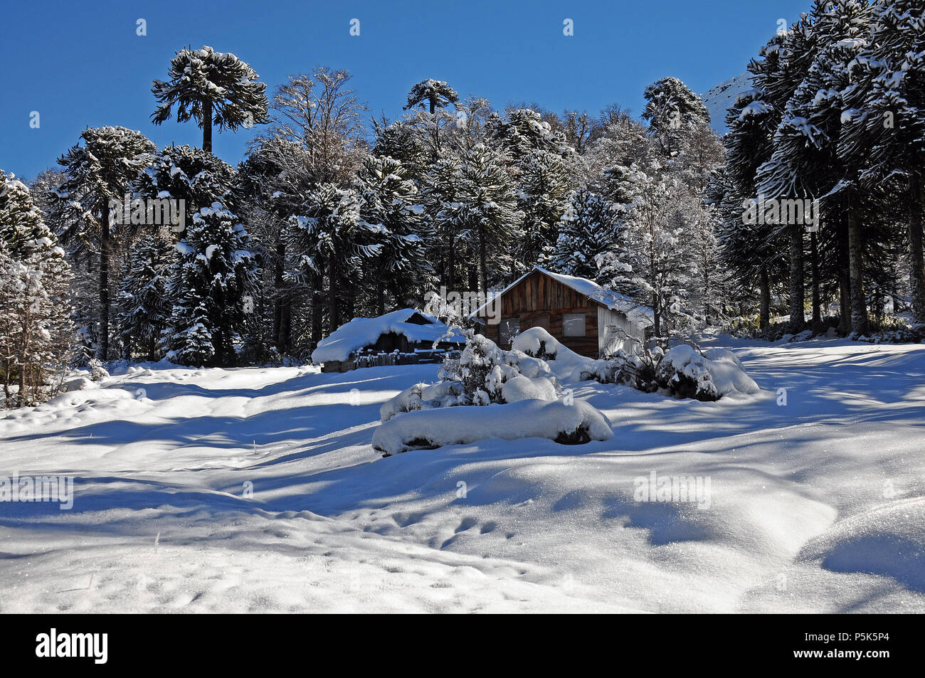 Paisaje bosque chile hi-res stock photography and images - Alamy