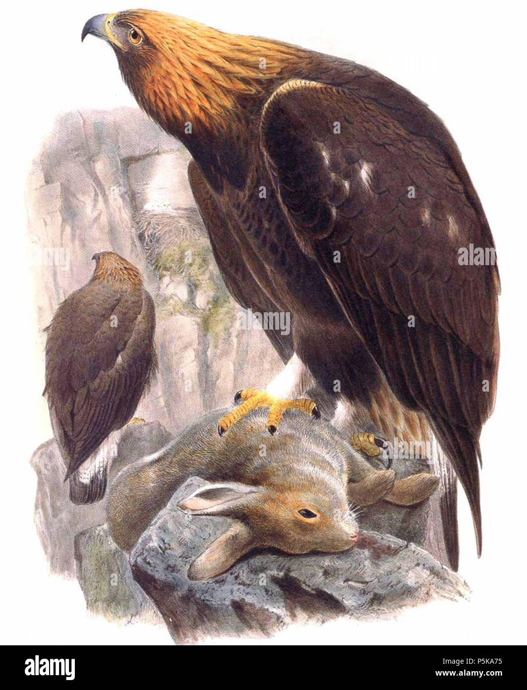 Josef wolf hi-res stock photography and images - Alamy