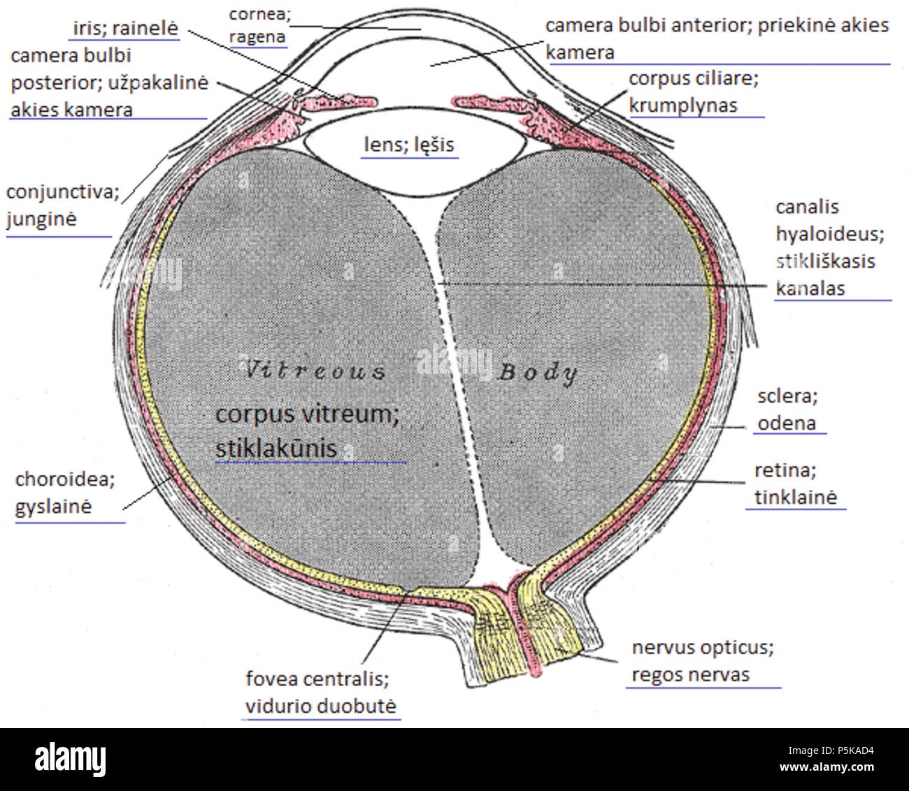 71 Akis informatikai Stock Photo - Alamy