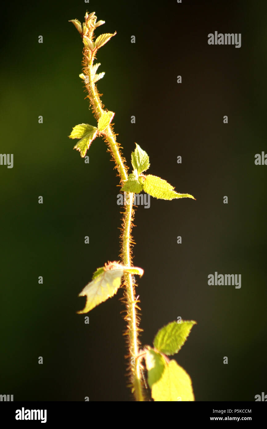 Japanese wineberry stems hi-res stock photography and images - Alamy