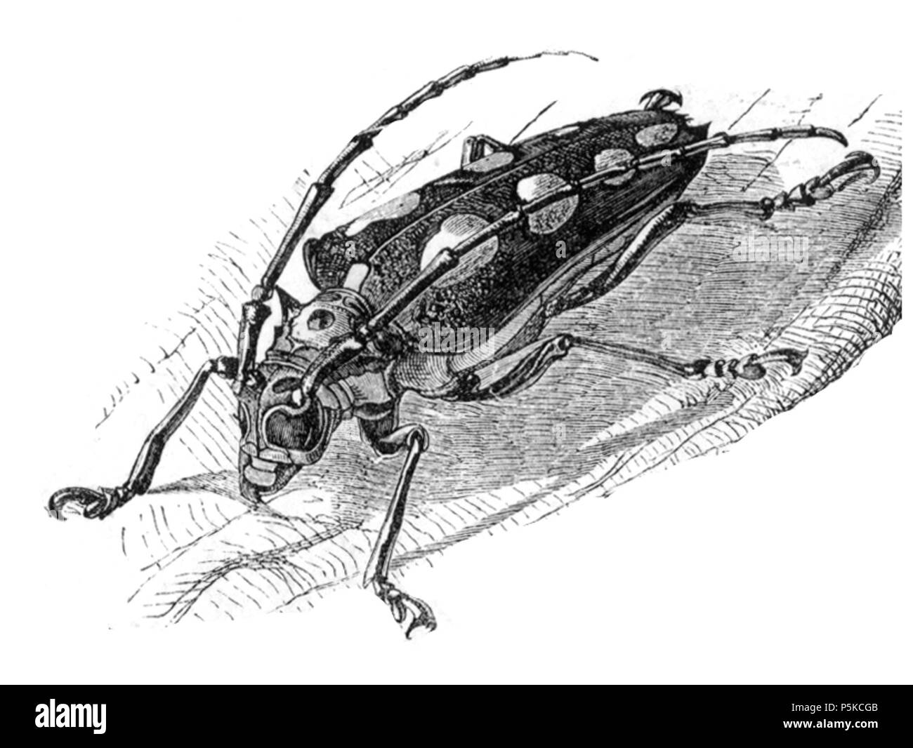 Golden beetles Black and White Stock Photos & Images - Alamy