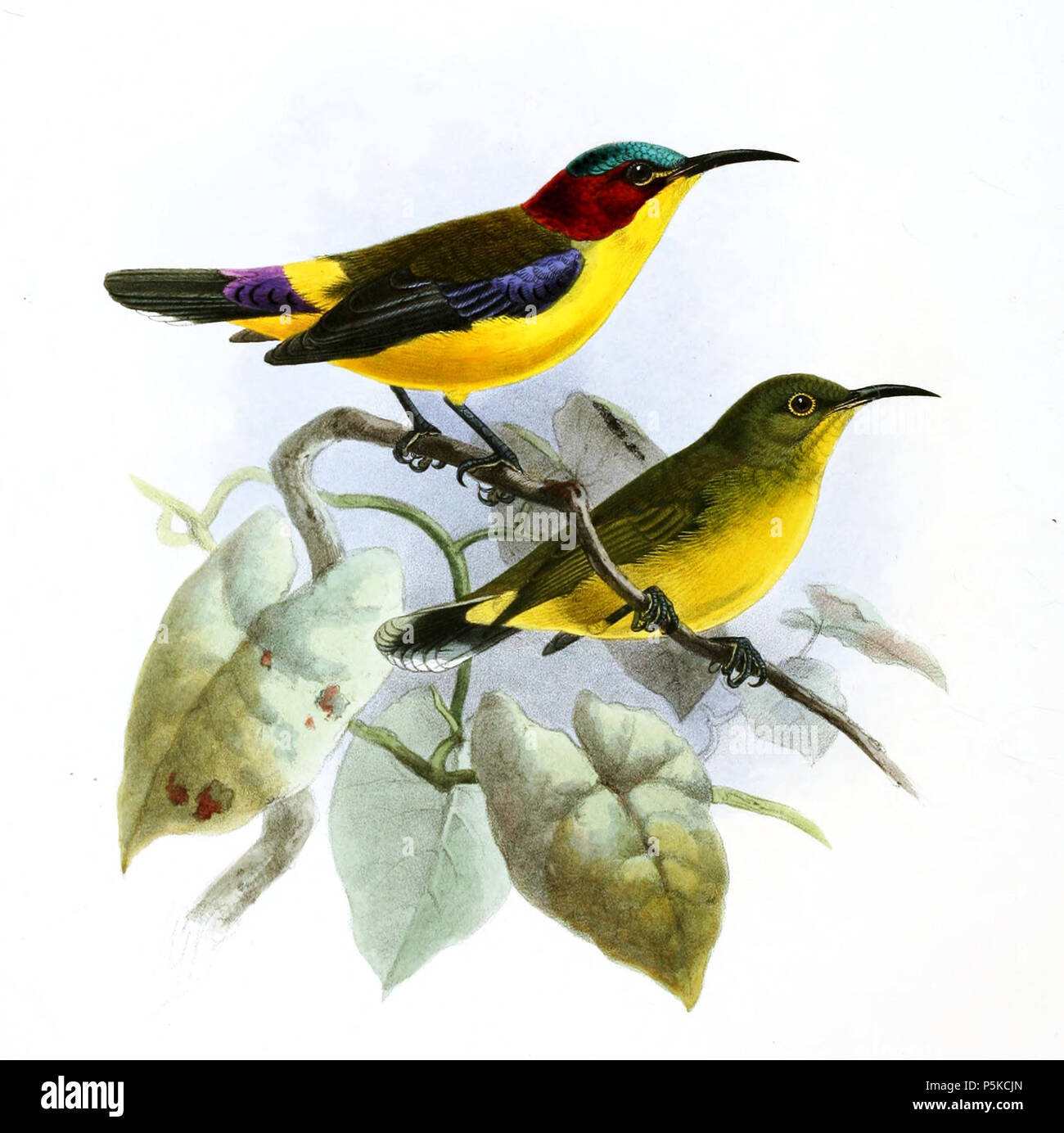 1880 dutch Cut Out Stock Images & Pictures - Alamy