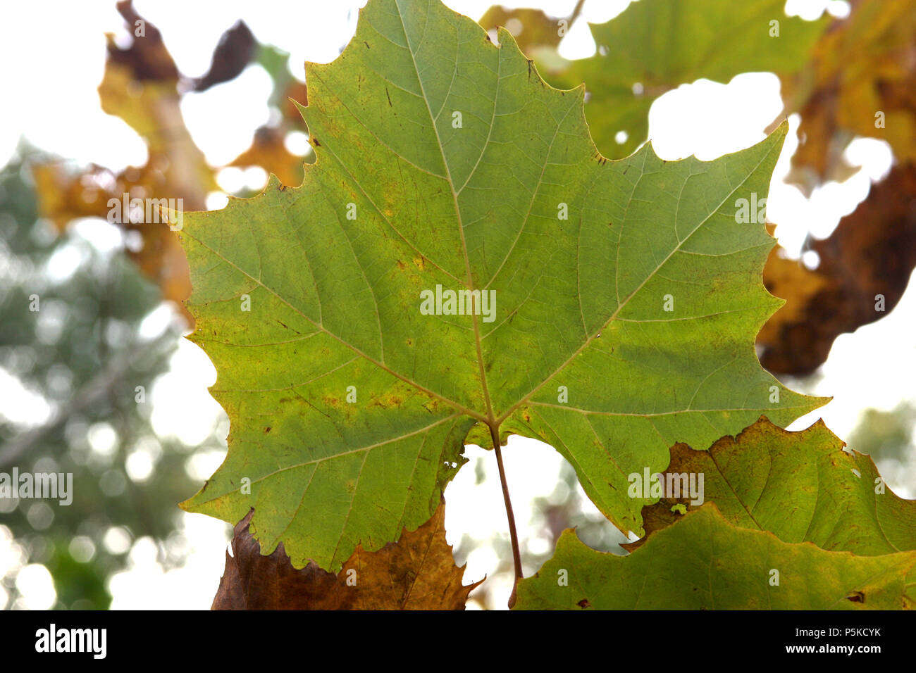 Inflorescence of grapevine hi-res stock photography and images - Alamy
