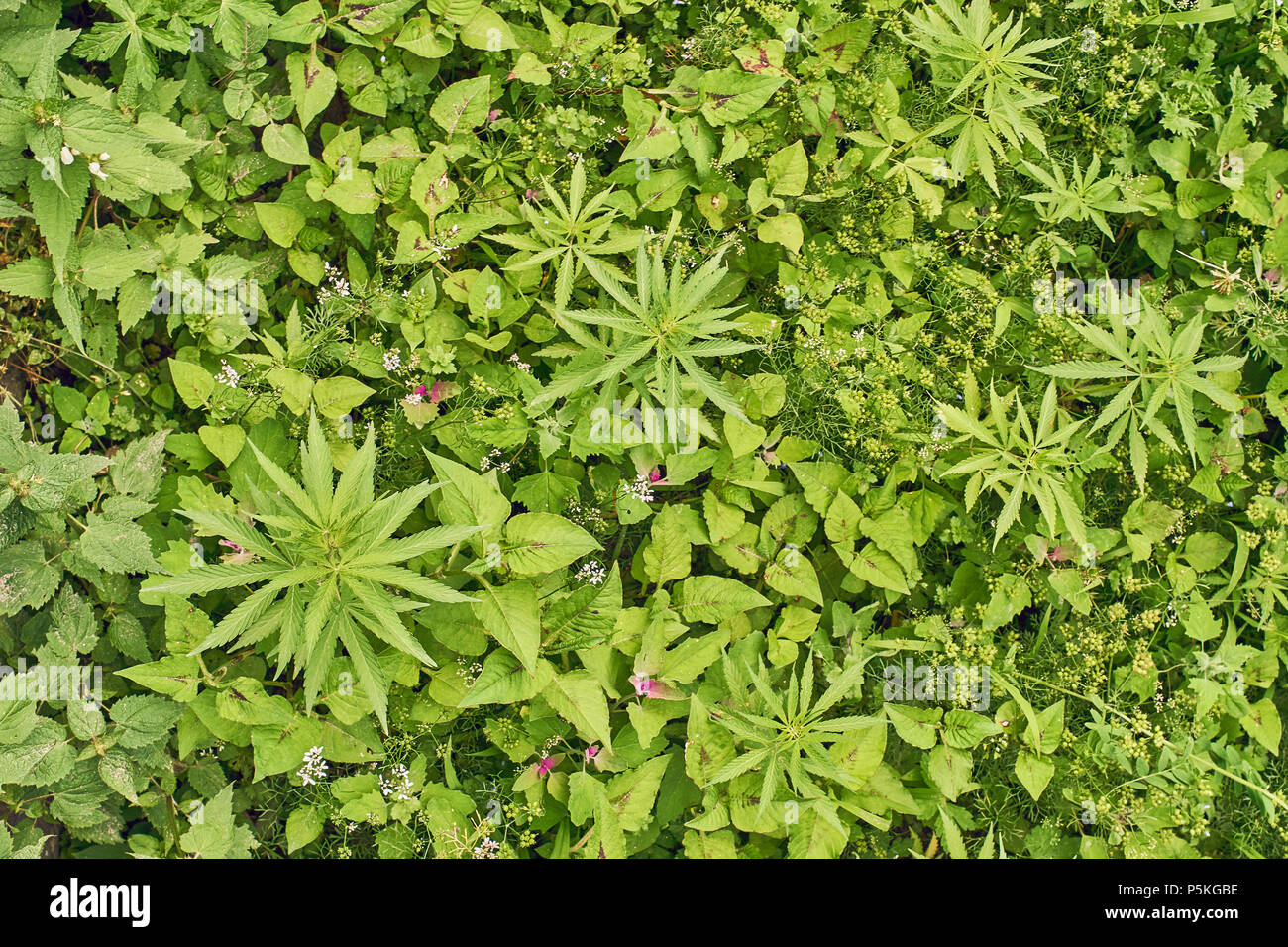 Illegal cannabis india hi-res stock photography and images - Alamy