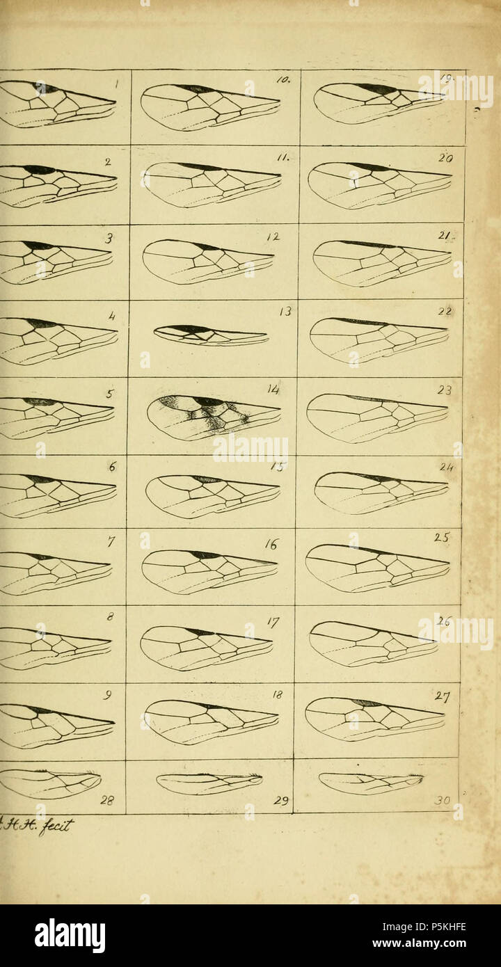 Anterior wing hi-res stock photography and images - Alamy