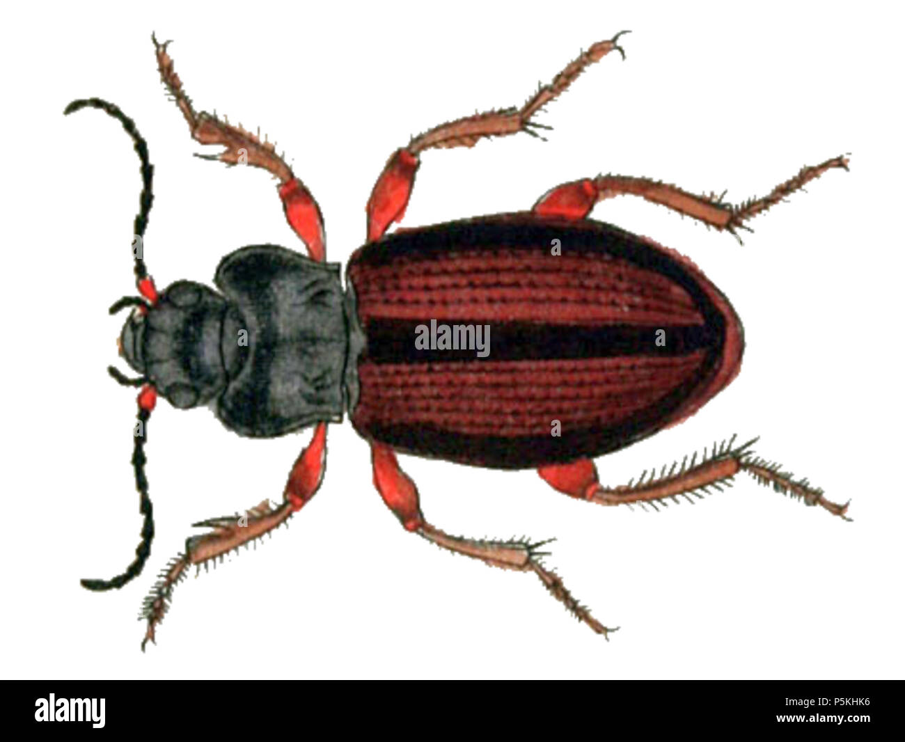 Amara species Cut Out Stock Images & Pictures - Alamy