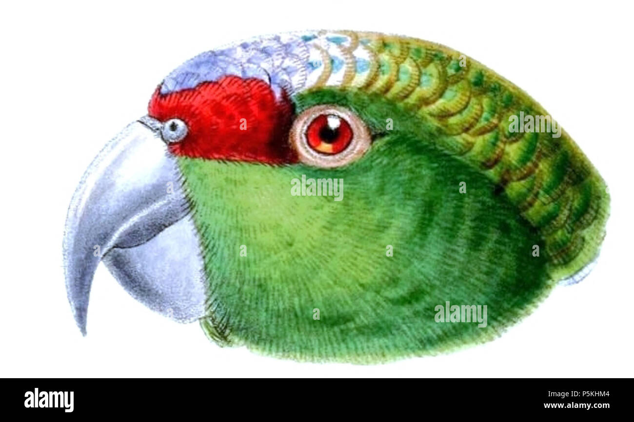 Amazon parrot scientific illustration hi-res stock photography and ...