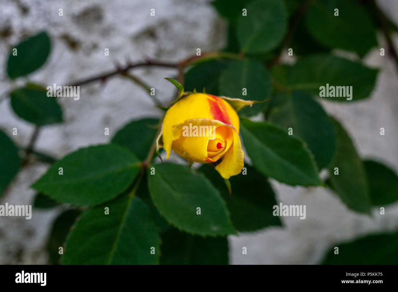 Closed rose hi-res stock photography and images - Alamy