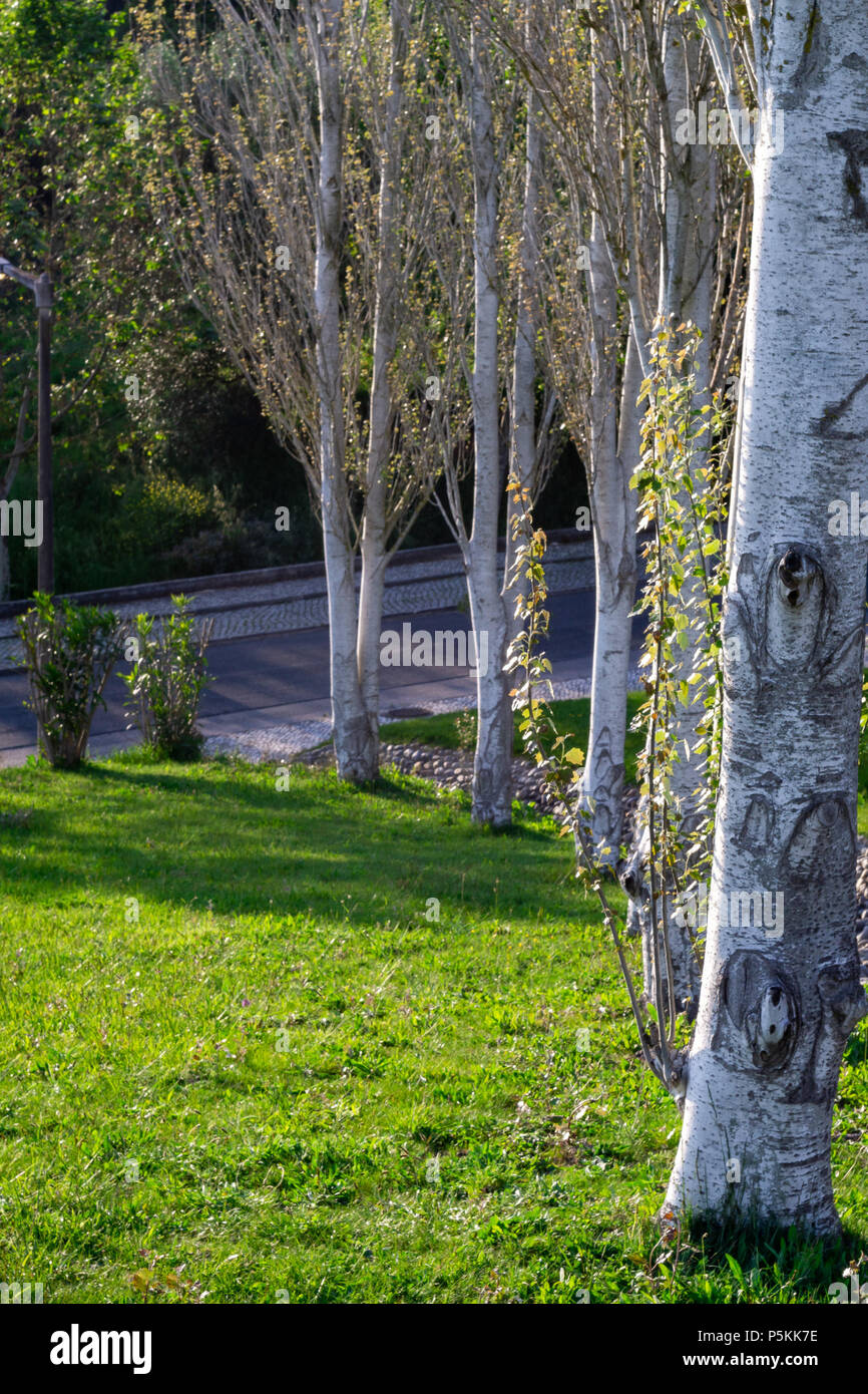 Repeating tree line Stock Photo - Alamy