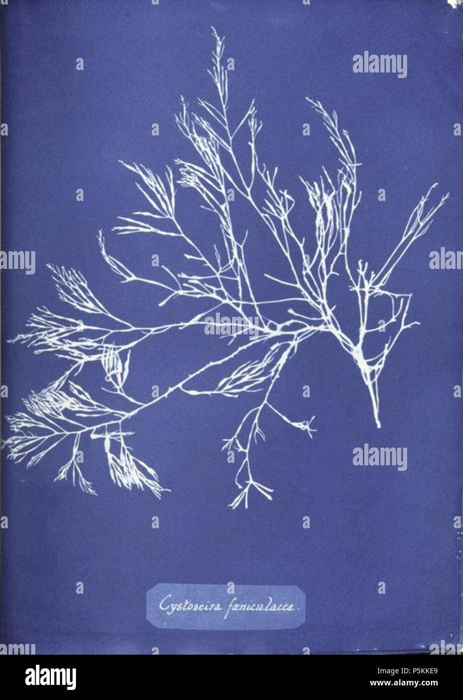 Cyanotype hi-res stock photography and images - Alamy