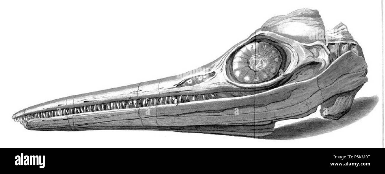 Temnodontosaurus Jurassic Park Builder