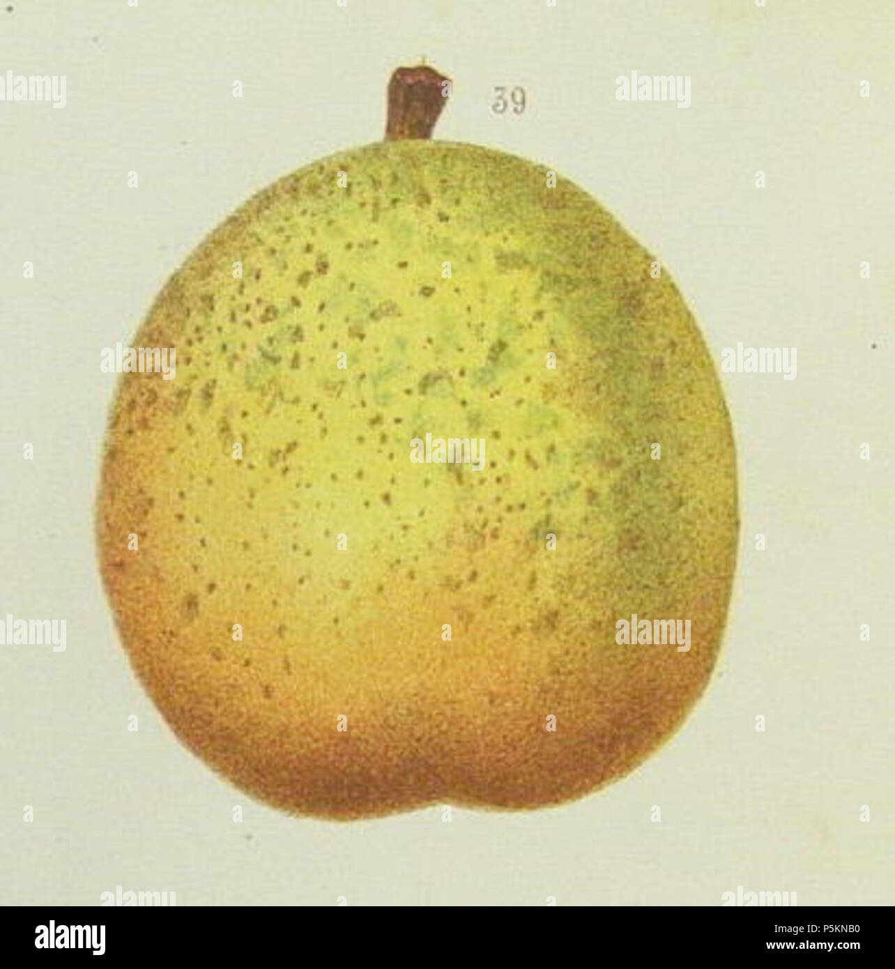 Buffum High Resolution Stock Photography and Images - Alamy