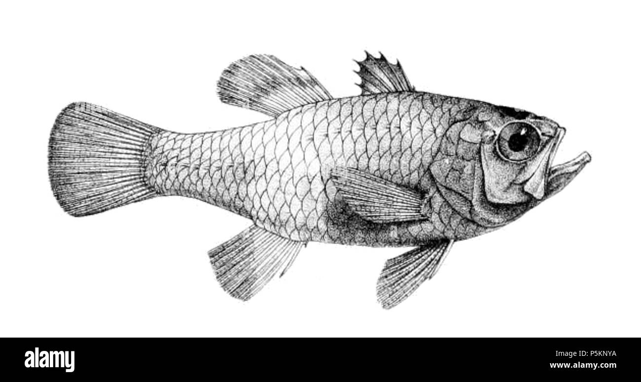 Poecilopterus hi-res stock photography and images - Alamy