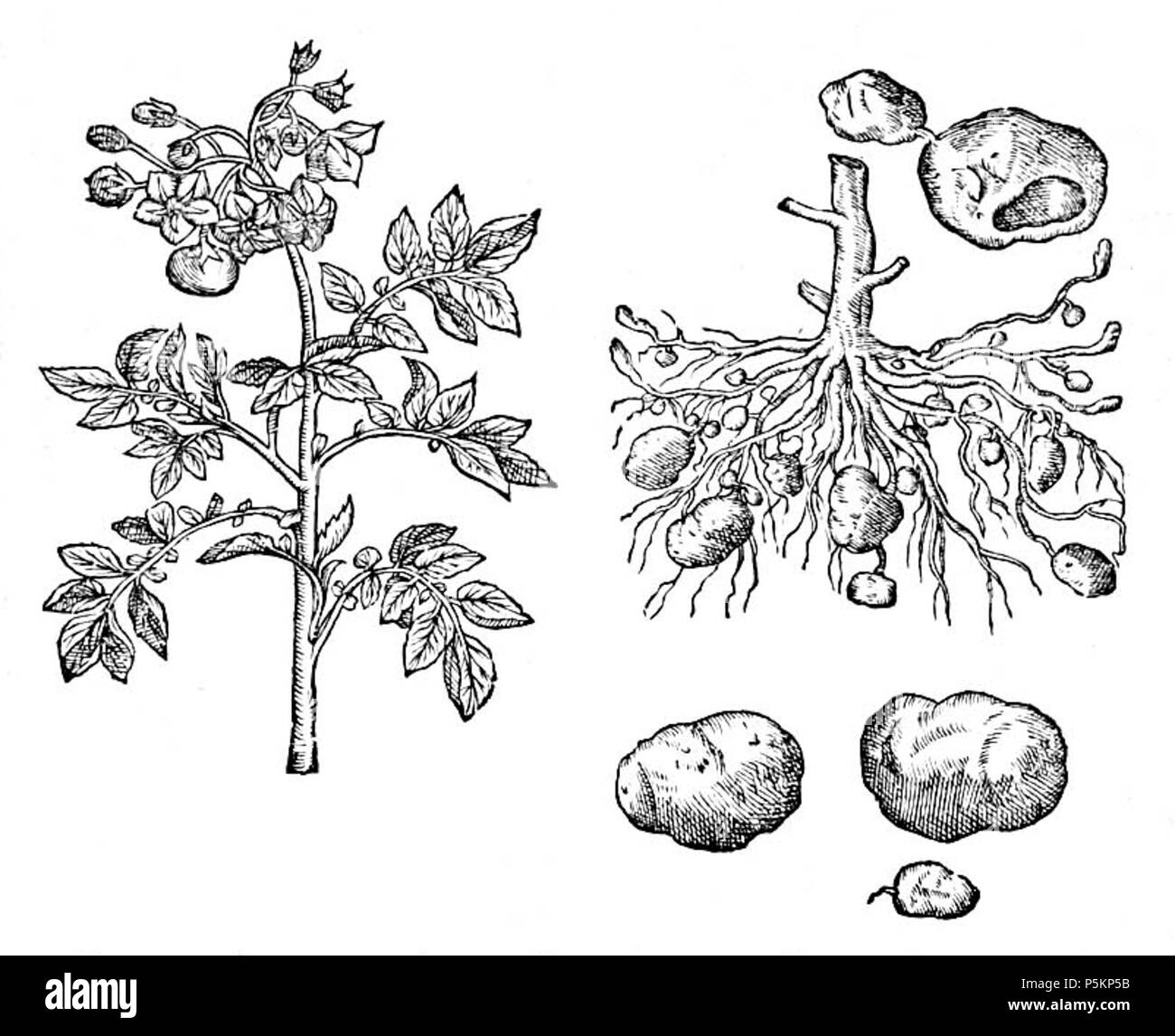 Detailed insect drawings Cut Out Stock Images & Pictures - Alamy