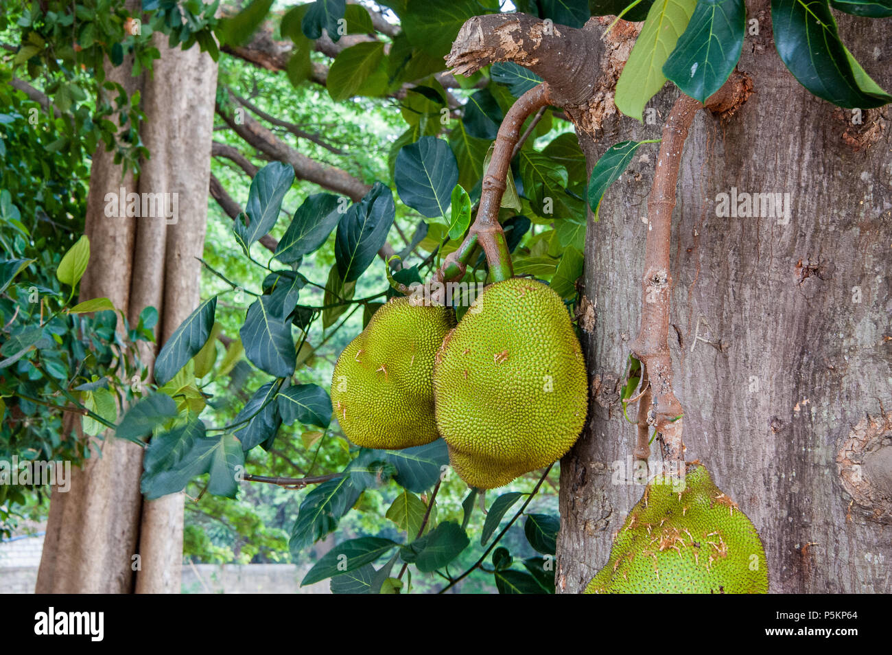 Jack tree hi-res stock photography and images - Alamy