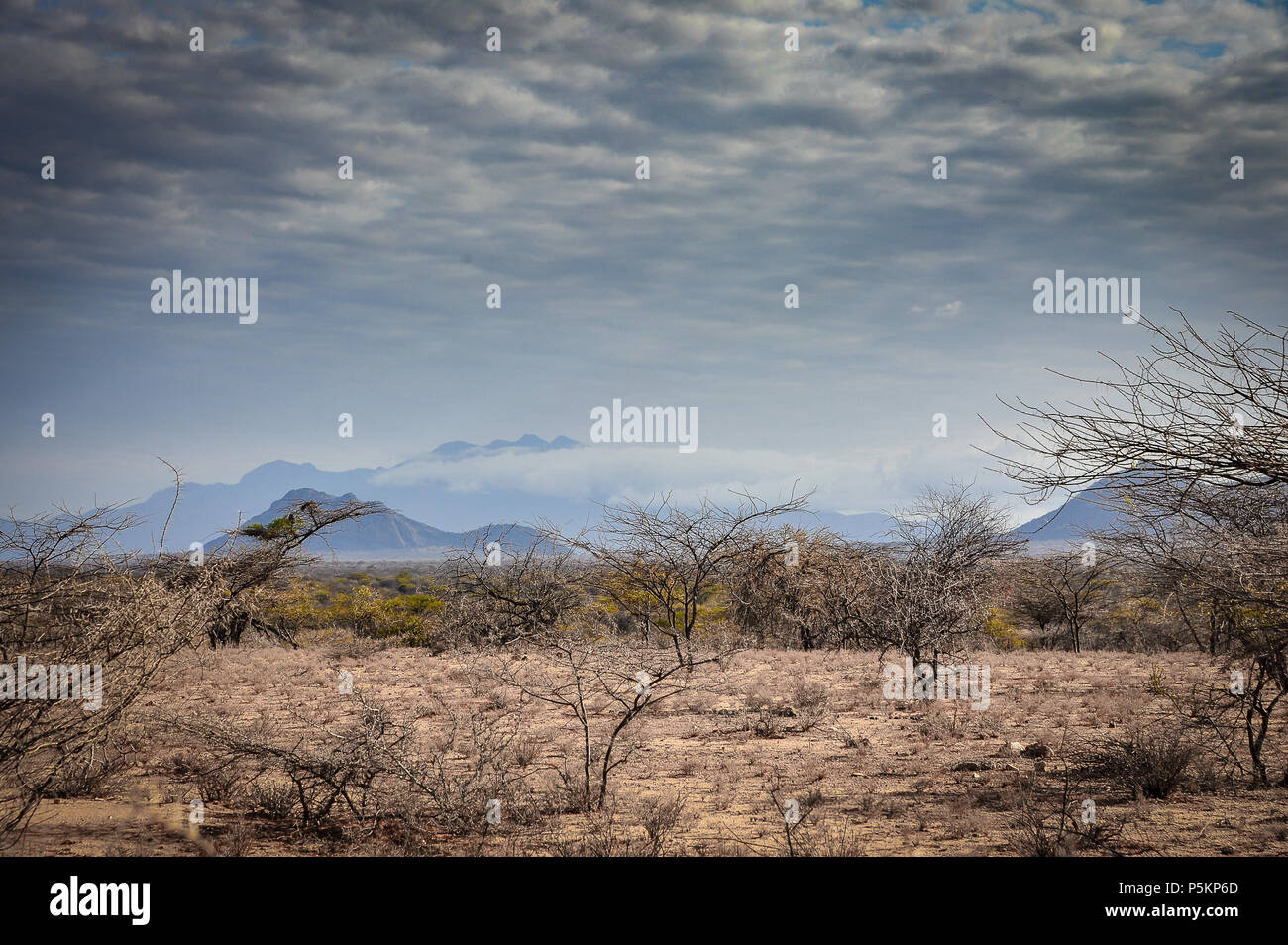 Scrubland Bushes High Resolution Stock Photography and Images - Alamy