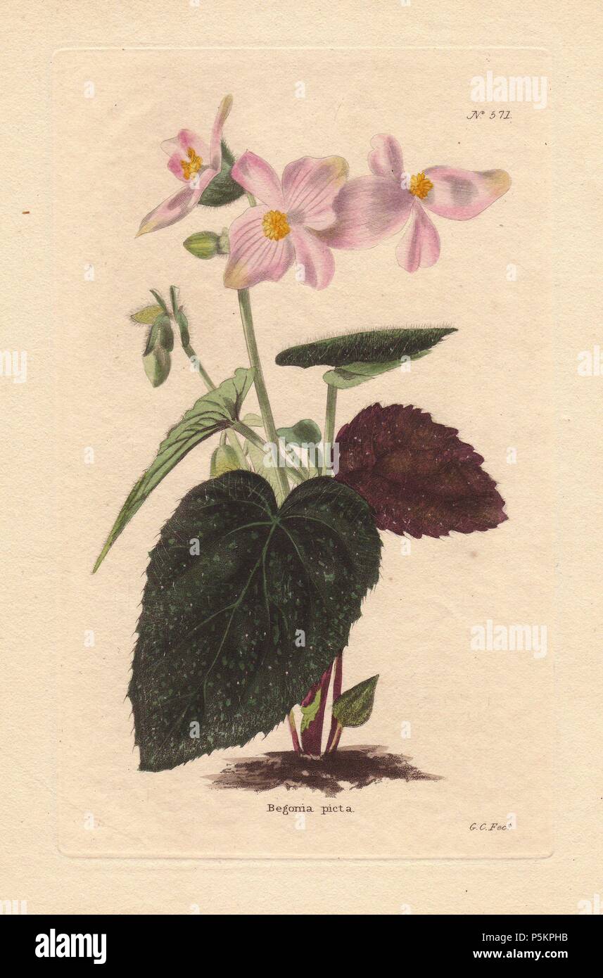 Begonia varieties hi-res stock photography and images - Alamy
