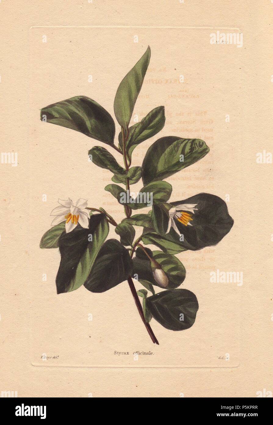Victorian Coloured Etching High Resolution Stock Photography and Images ...
