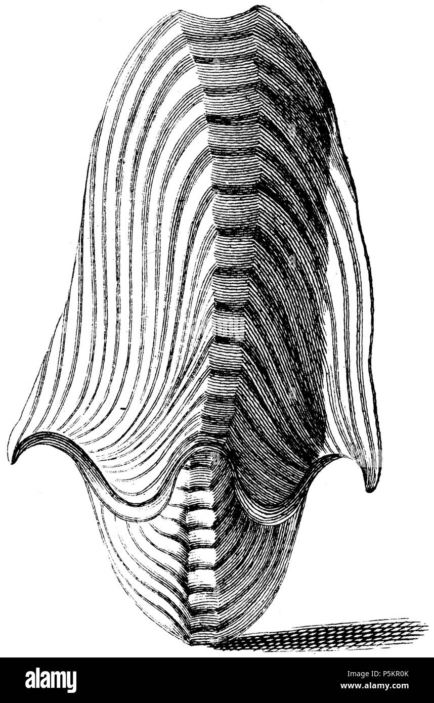 Cephalopod classification Black and White Stock Photos & Images - Alamy