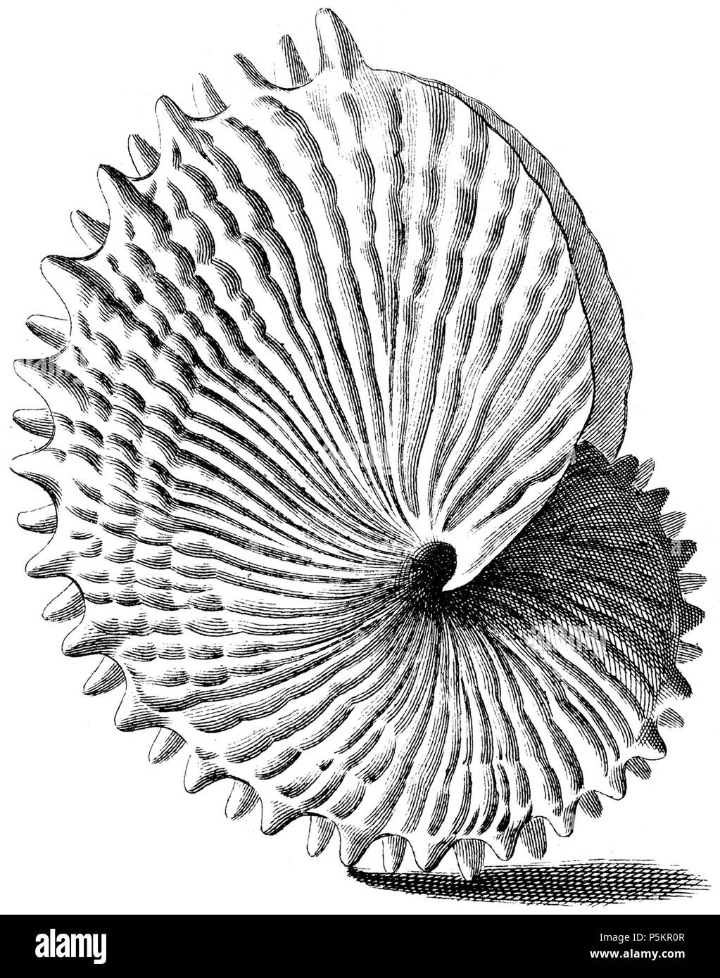 N/A. English: A shell of female pelagic cephalopod Argonauta nodosa ...