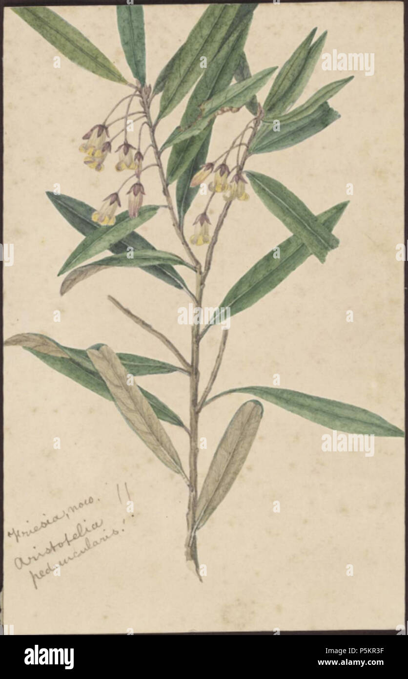 Aristotelia hi-res stock photography and images - Alamy