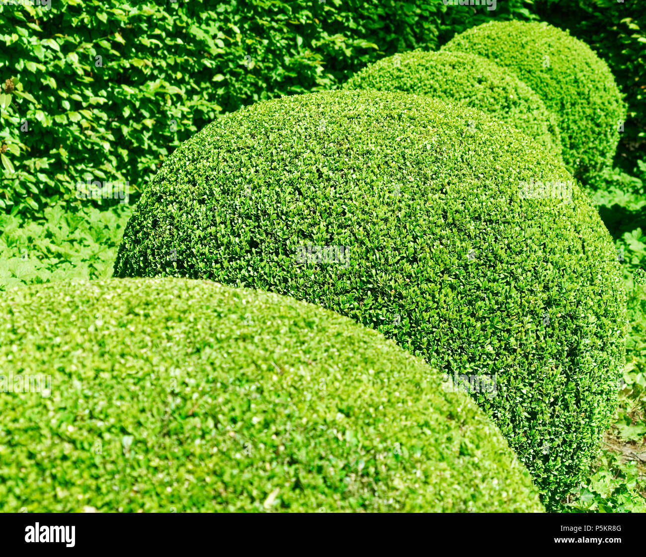 Row of ball-round pruned box trees in a garden, abstract green picture ...
