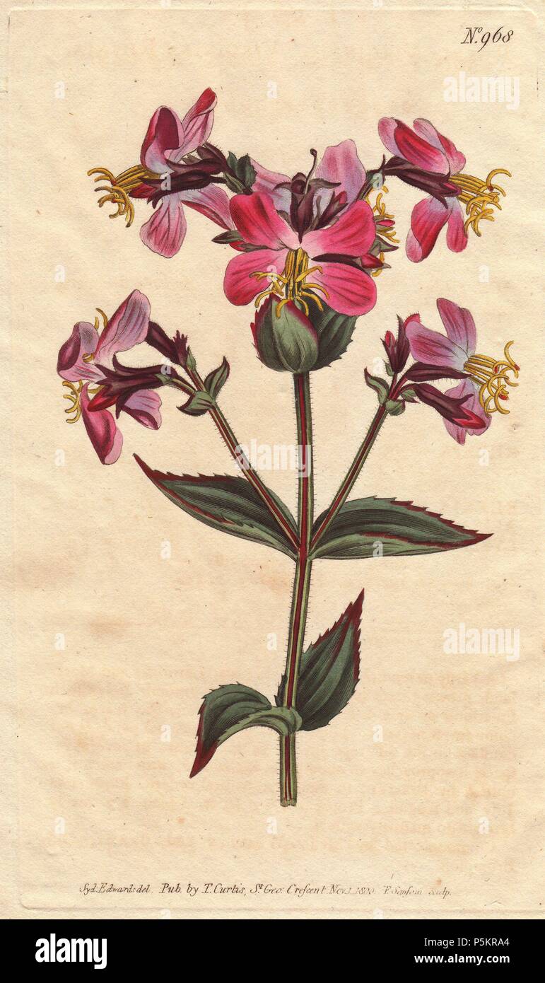 1790 1800 flower floral print antique botanical virginian rhexia hi-res ...