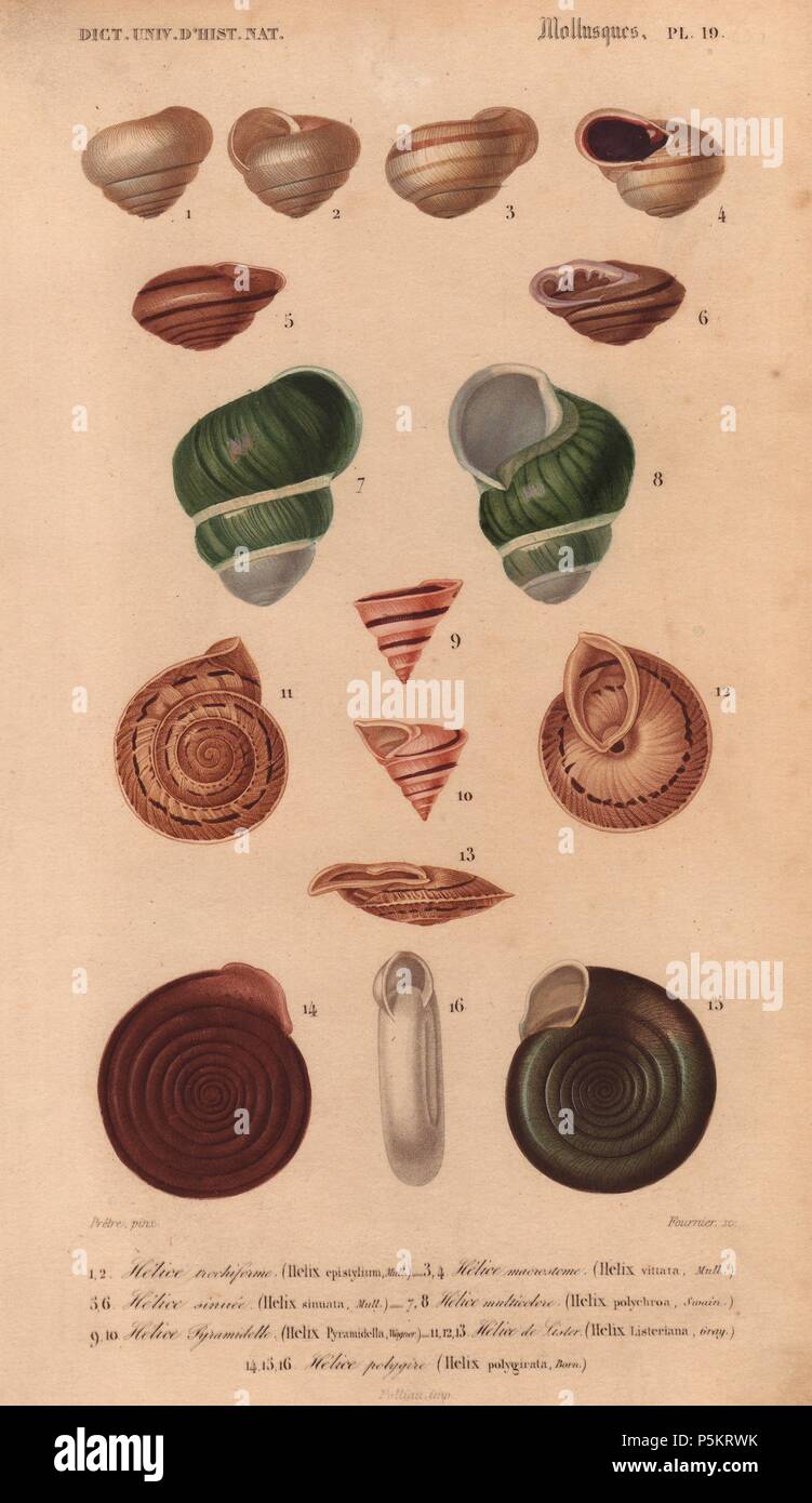 Helix vittata hi-res stock photography and images - Alamy