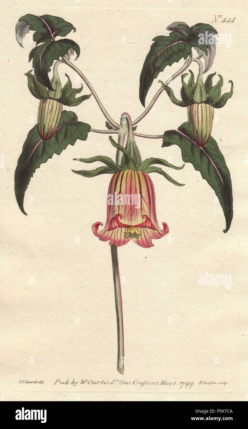 Drooping bell flower hi-res stock photography and images - Alamy