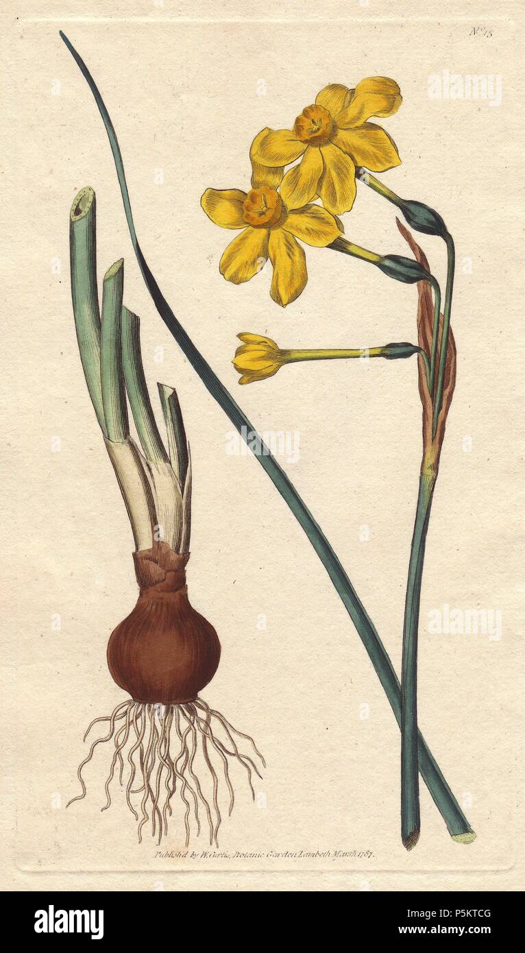 Narcissus bulb flowers roots hi-res stock photography and images - Alamy