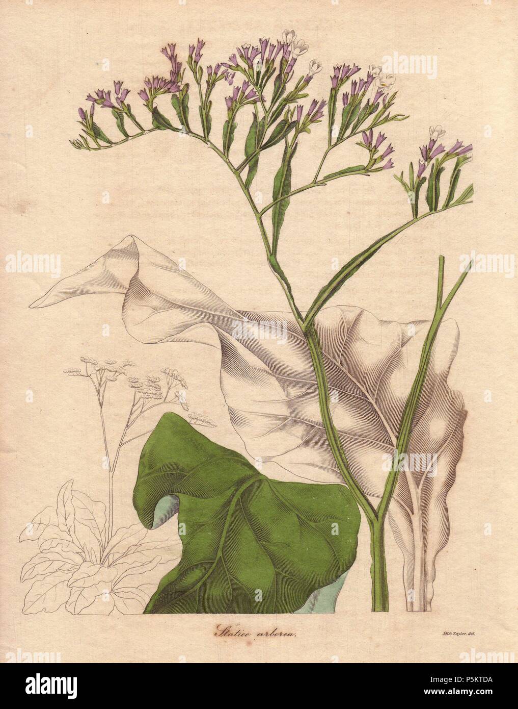 Statice Flower Drawing