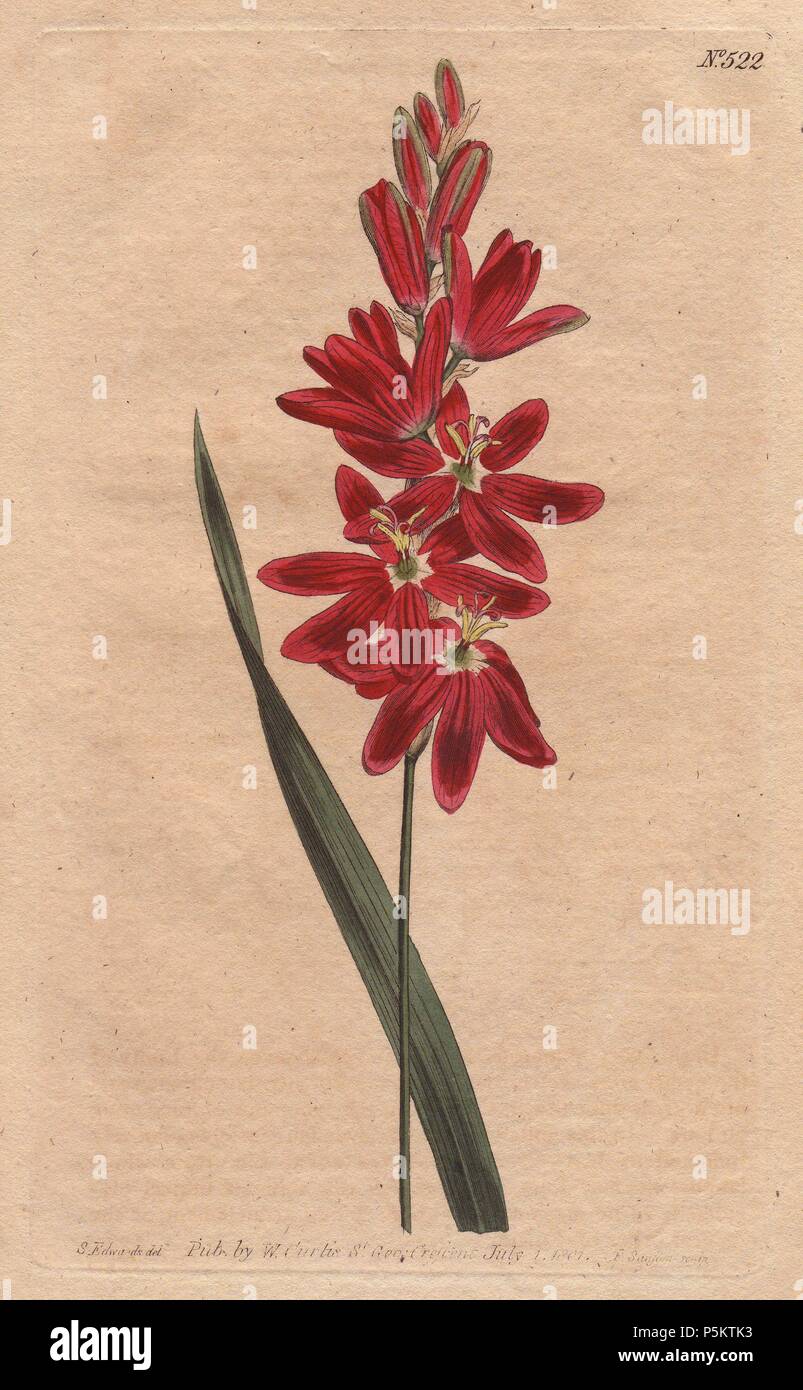 Ixia botanical illustration hi-res stock photography and images - Alamy